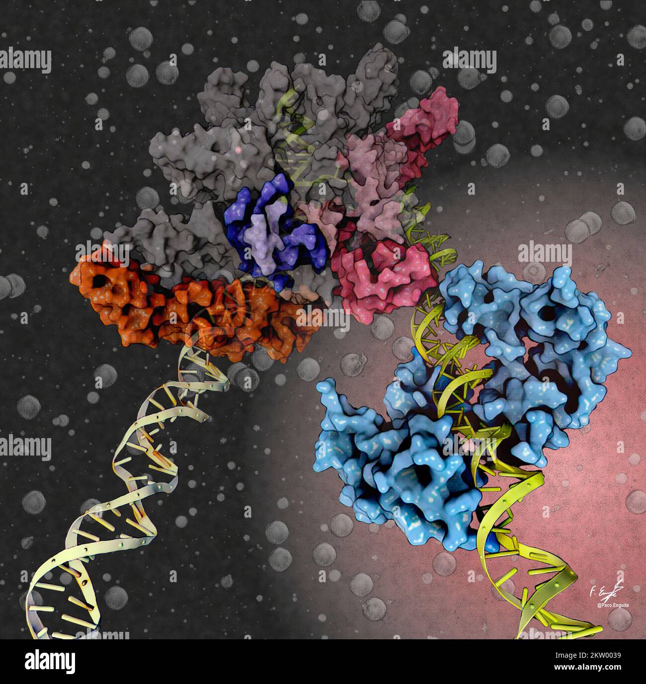 Zinc uptake regulator and DNA, illustration Stock Photo - Alamy