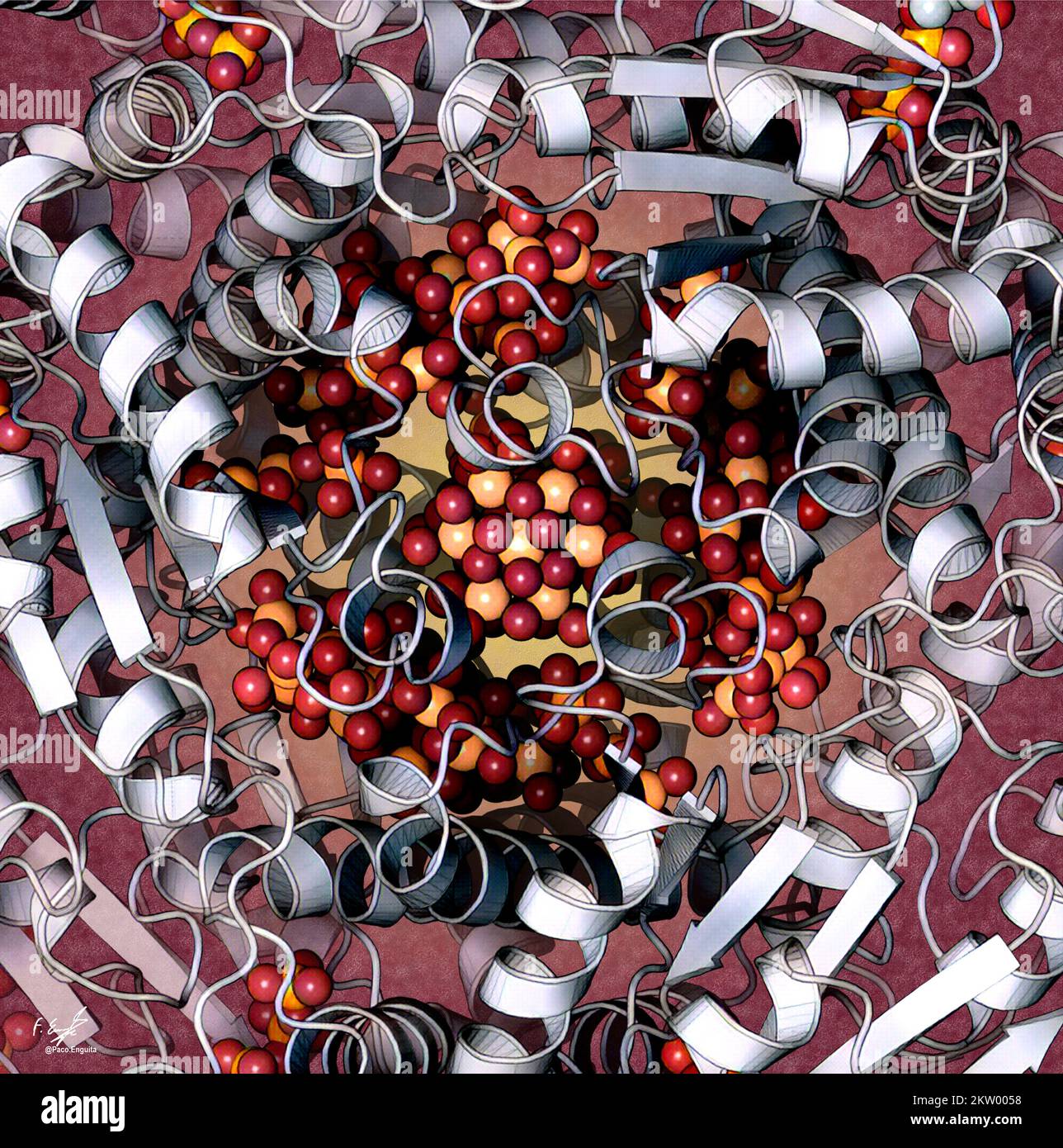 Molybdenum storage protein, illustration Stock Photo - Alamy