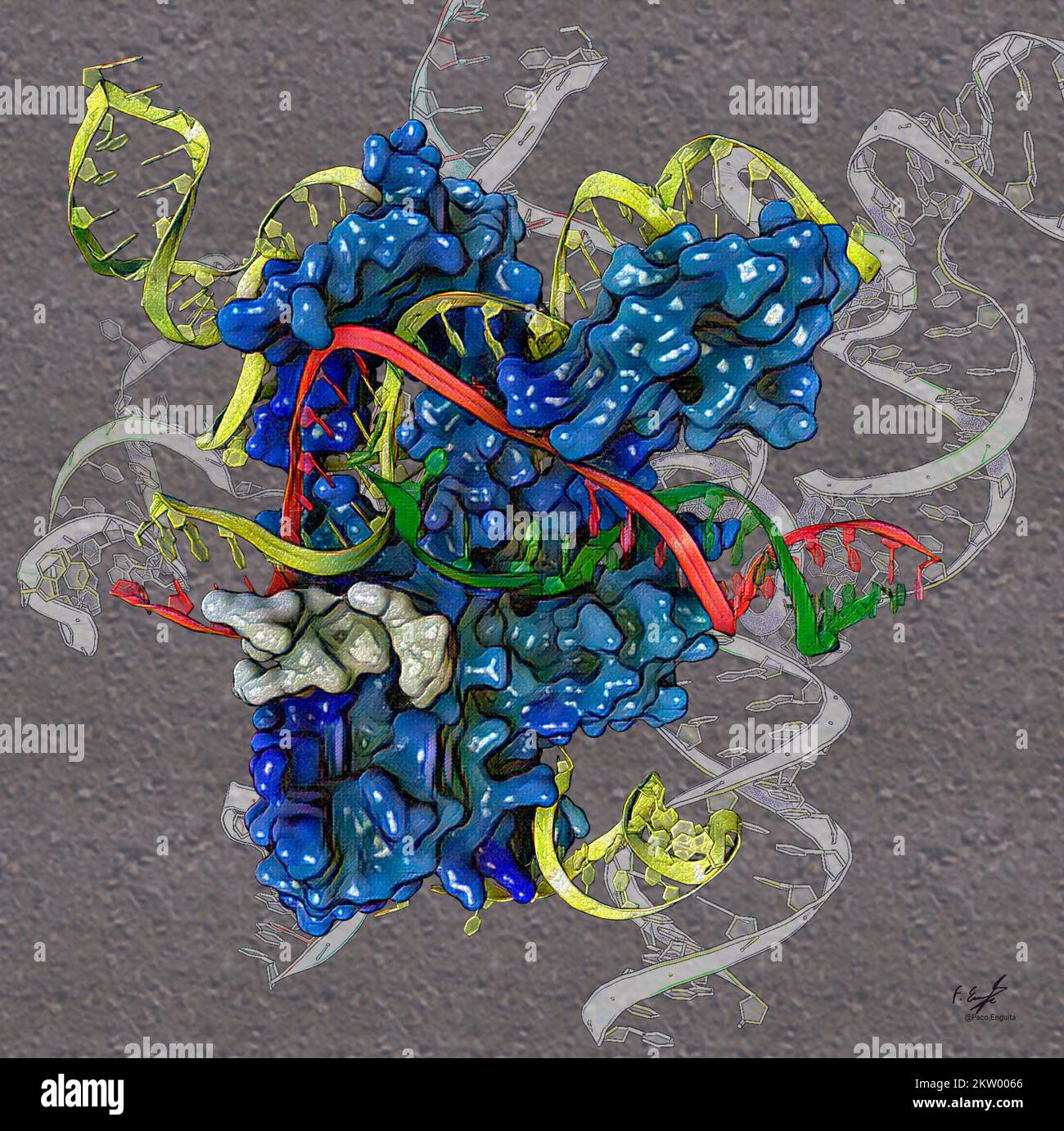 Mini CRISPR IscB protein, illustration Stock Photo - Alamy