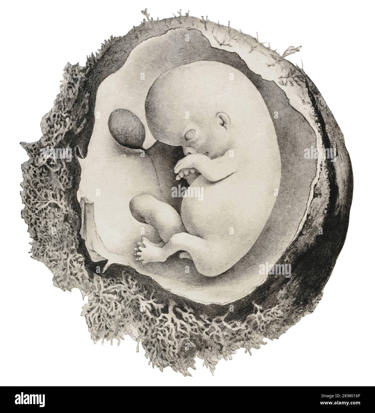 Human embryo at 8 weeks, illustration Stock Photo - Alamy