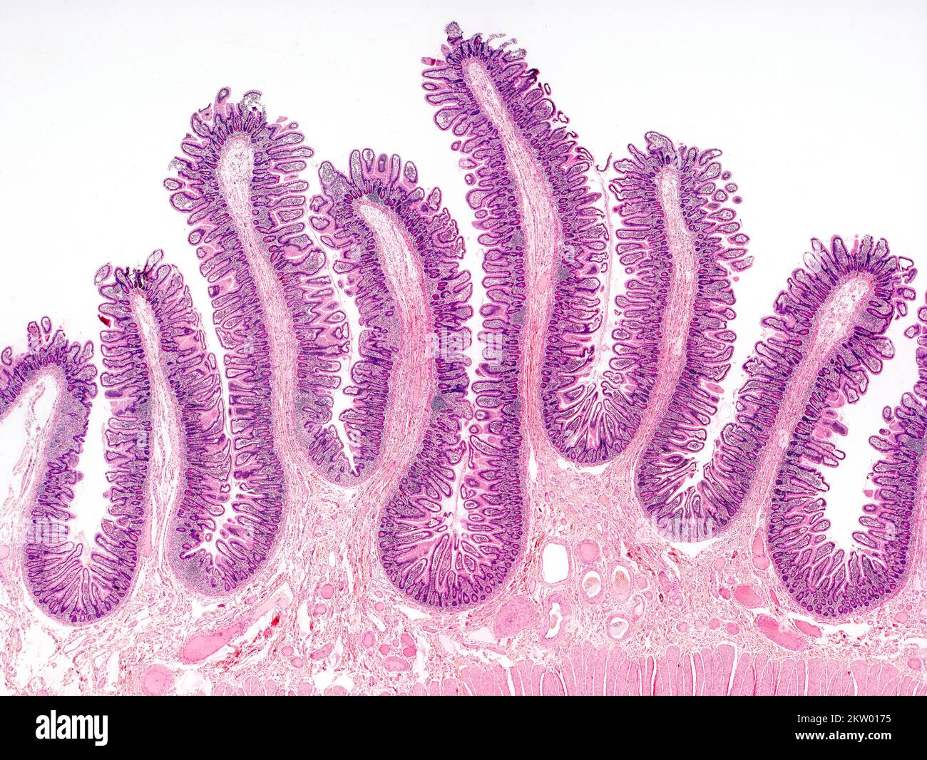 Small intestine, light micrograph Stock Photo - Alamy