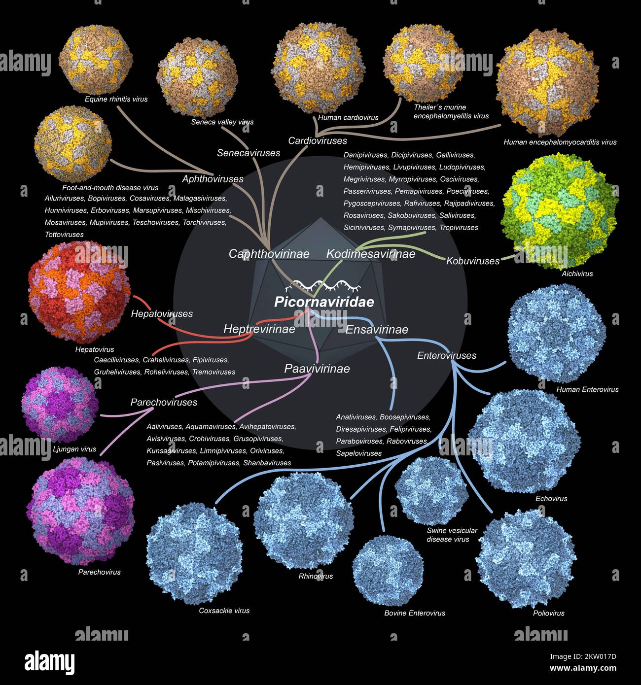 Picornaviridae viruses, illustration Stock Photo - Alamy