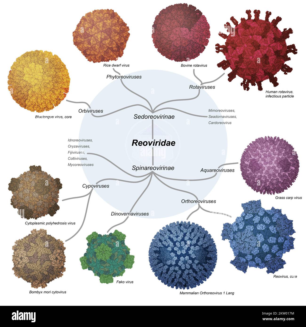 Reoviridae viruses, illustration Stock Photo - Alamy