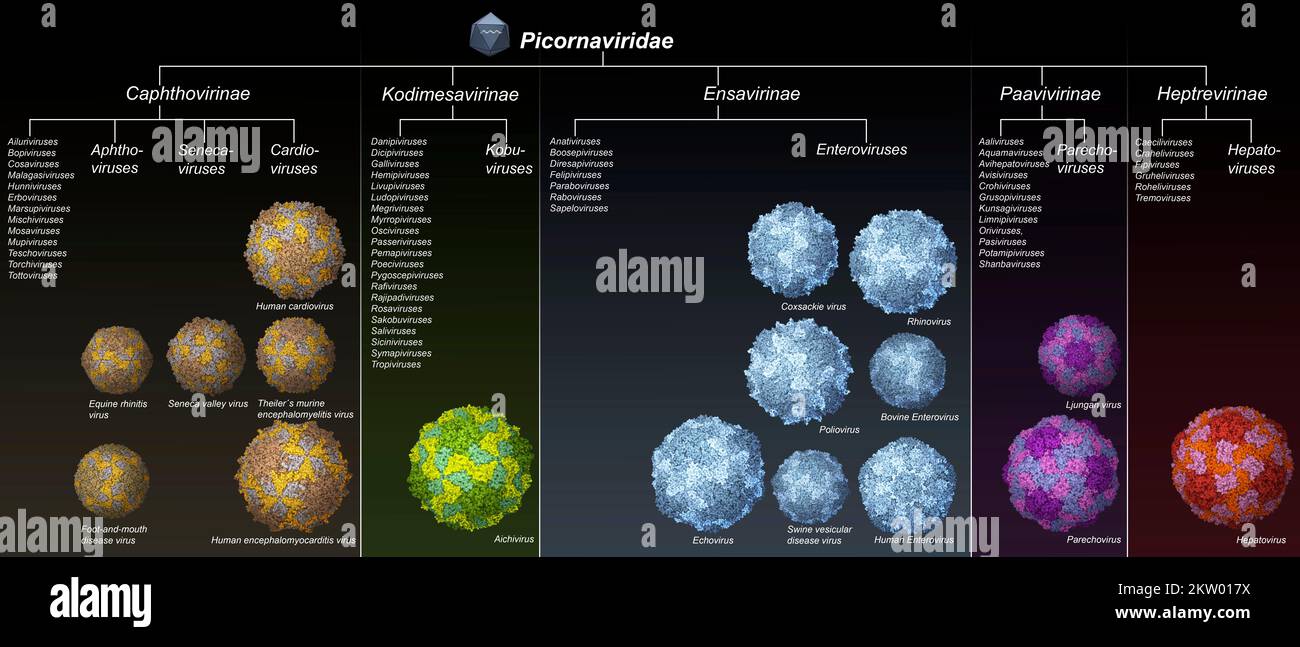 Picornaviridae viruses, illustration Stock Photo - Alamy