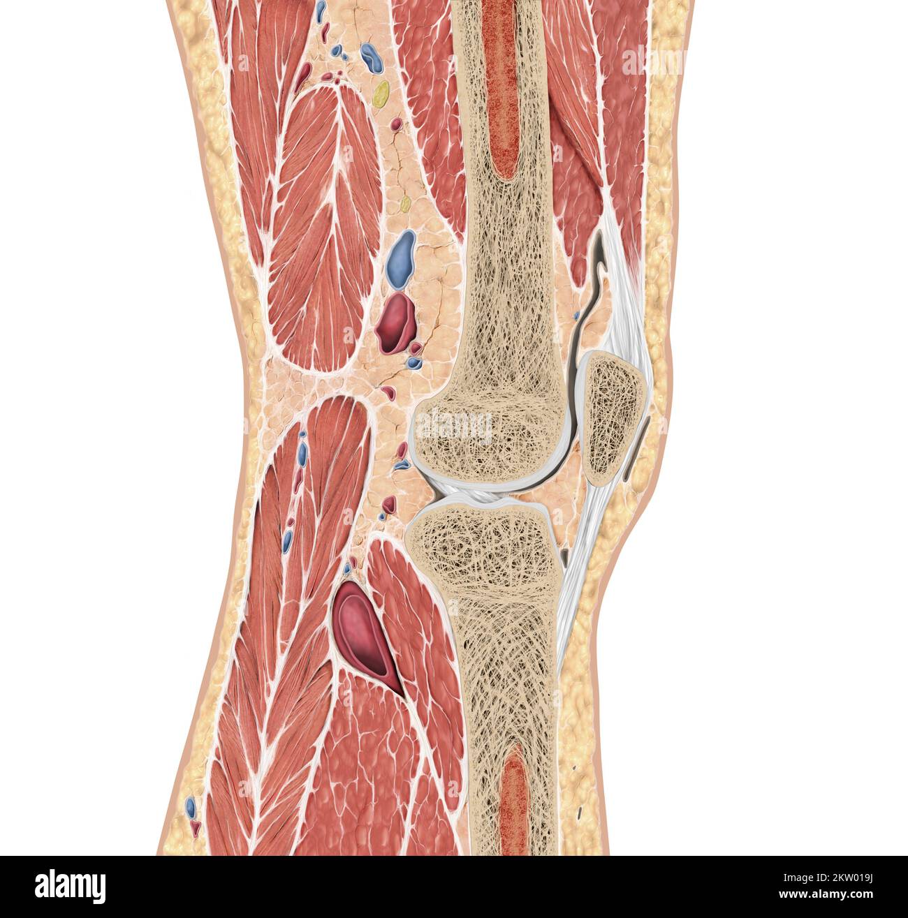 Human knee anatomy, illustration Stock Photo - Alamy