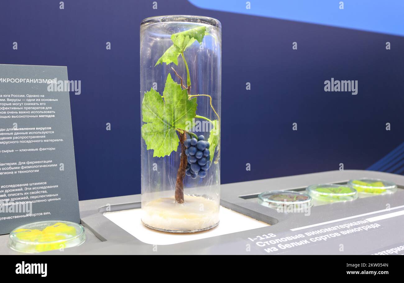 Vine tube hi-res stock photography and images - Alamy