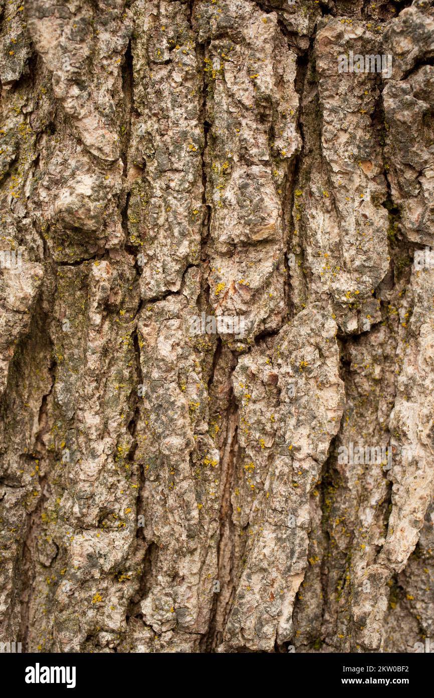 Quercus repanda hi-res stock photography and images - Alamy