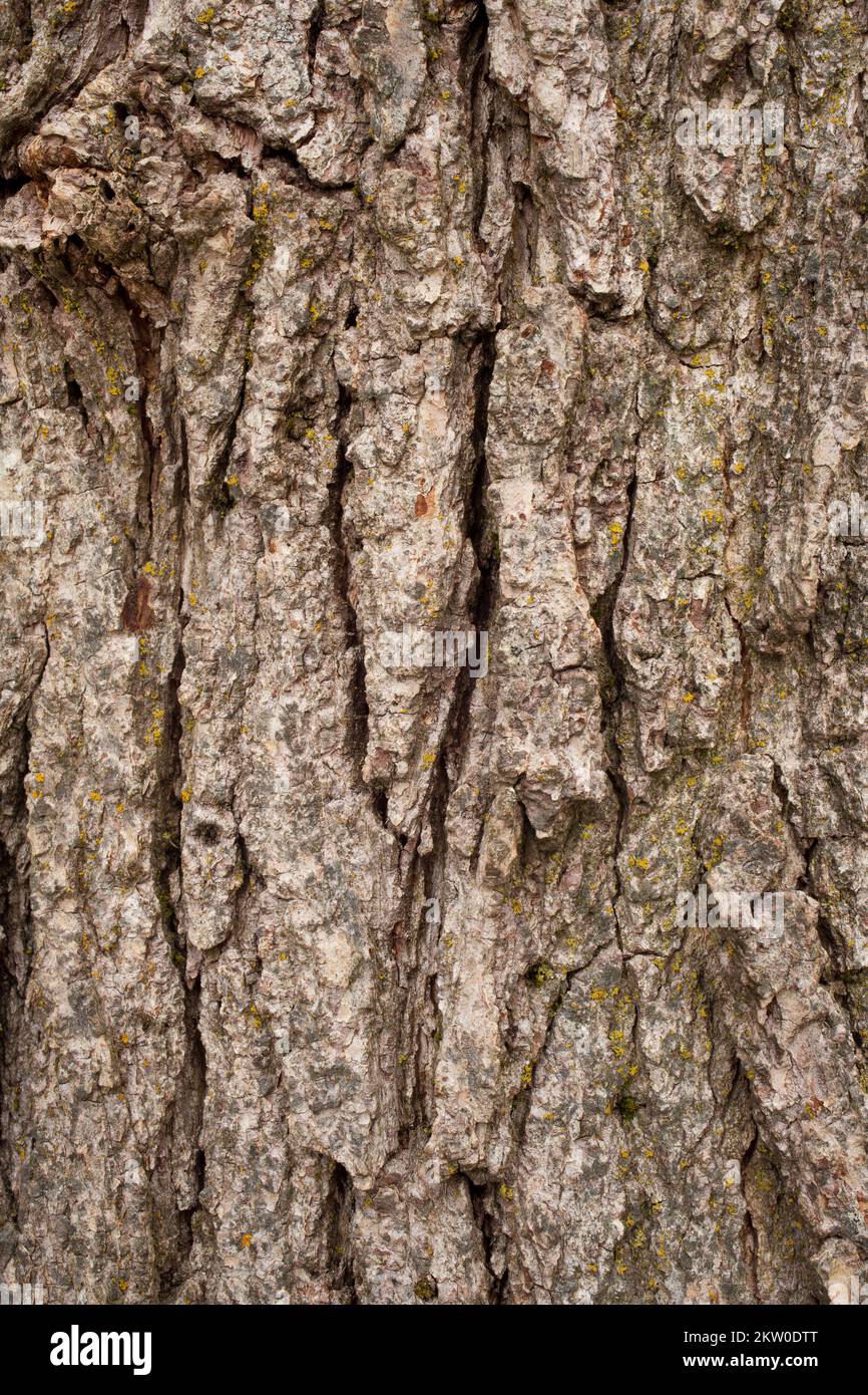 Quercus candida hi-res stock photography and images - Alamy