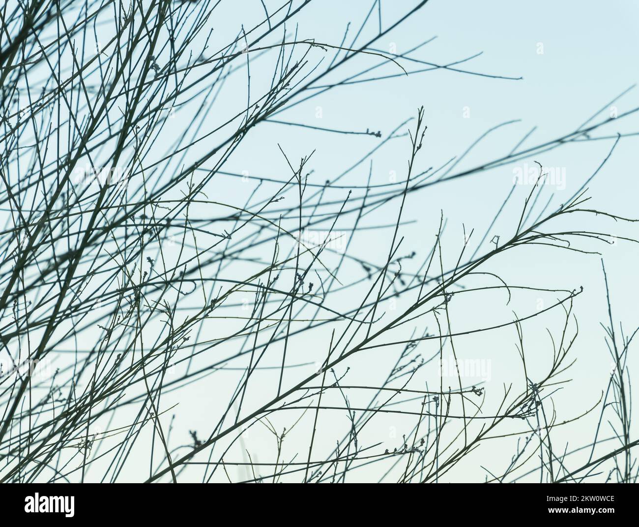 Scotch broom plant branches in late summer without leaves and with buds ...