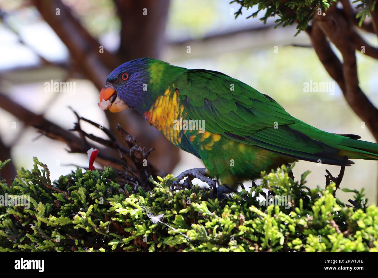 Strongbill hi-res stock photography and images - Alamy