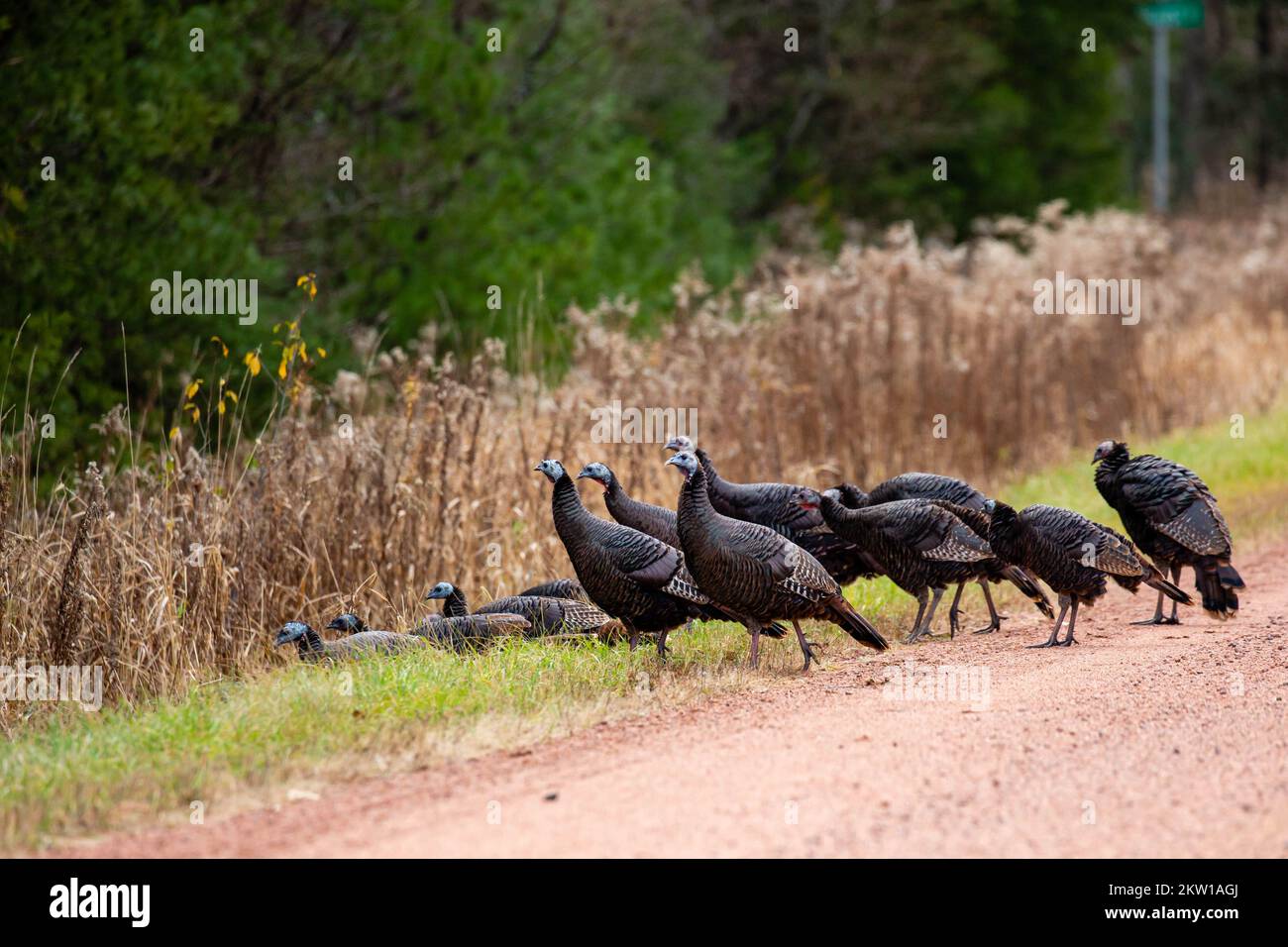 Flock of (Meleagris gallopavo) wild turkeys on a Wisconsin gravel road ...