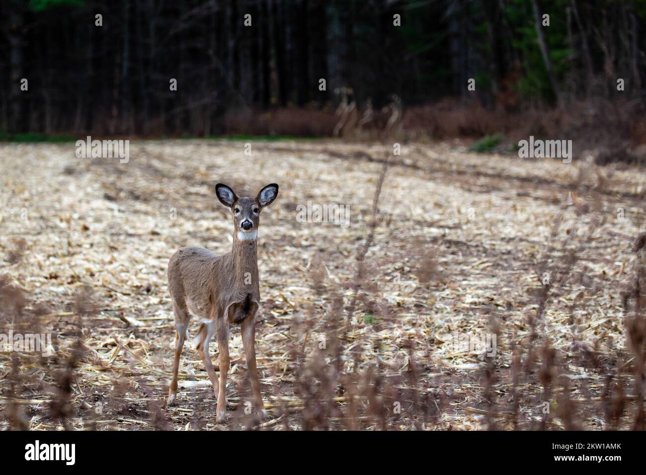White-tailed deer (odocoileus virginianus) standing alert in a ...