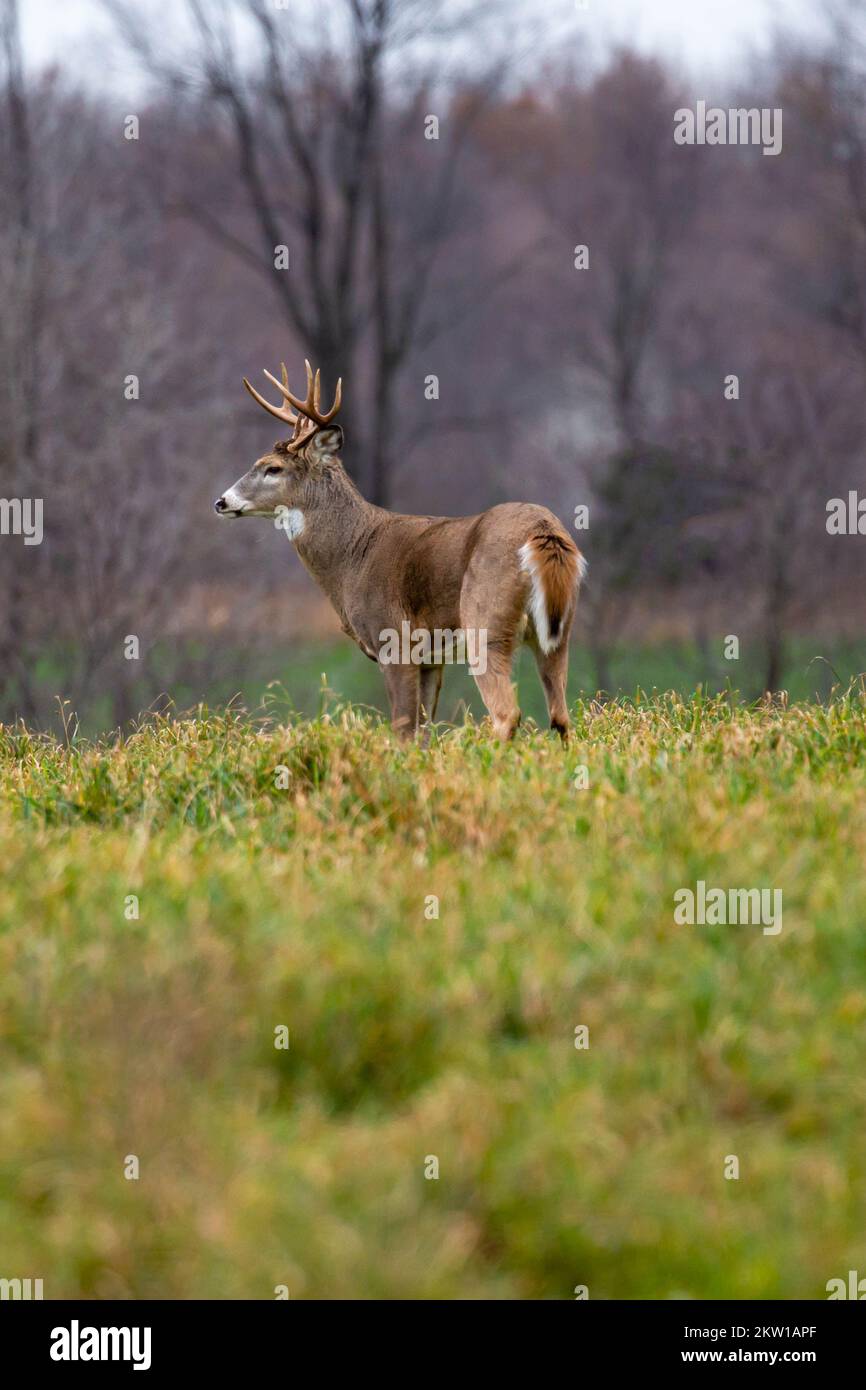 White-tailed deer buck (odocoileus virginianus) during the November rut ...