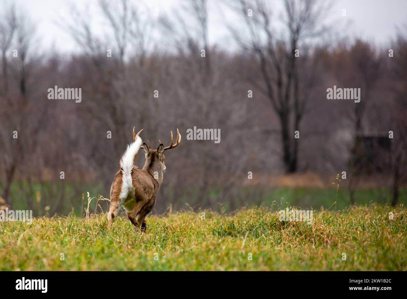 White-tailed deer buck (odocoileus virginianus) running with tail up in ...