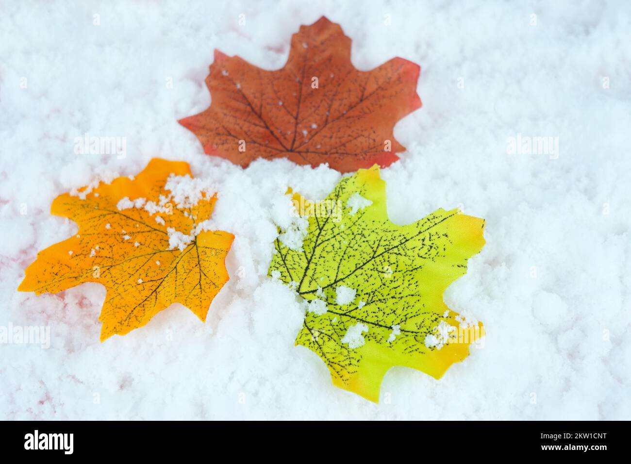 Leaves snowflake maple hi-res stock photography and images - Alamy