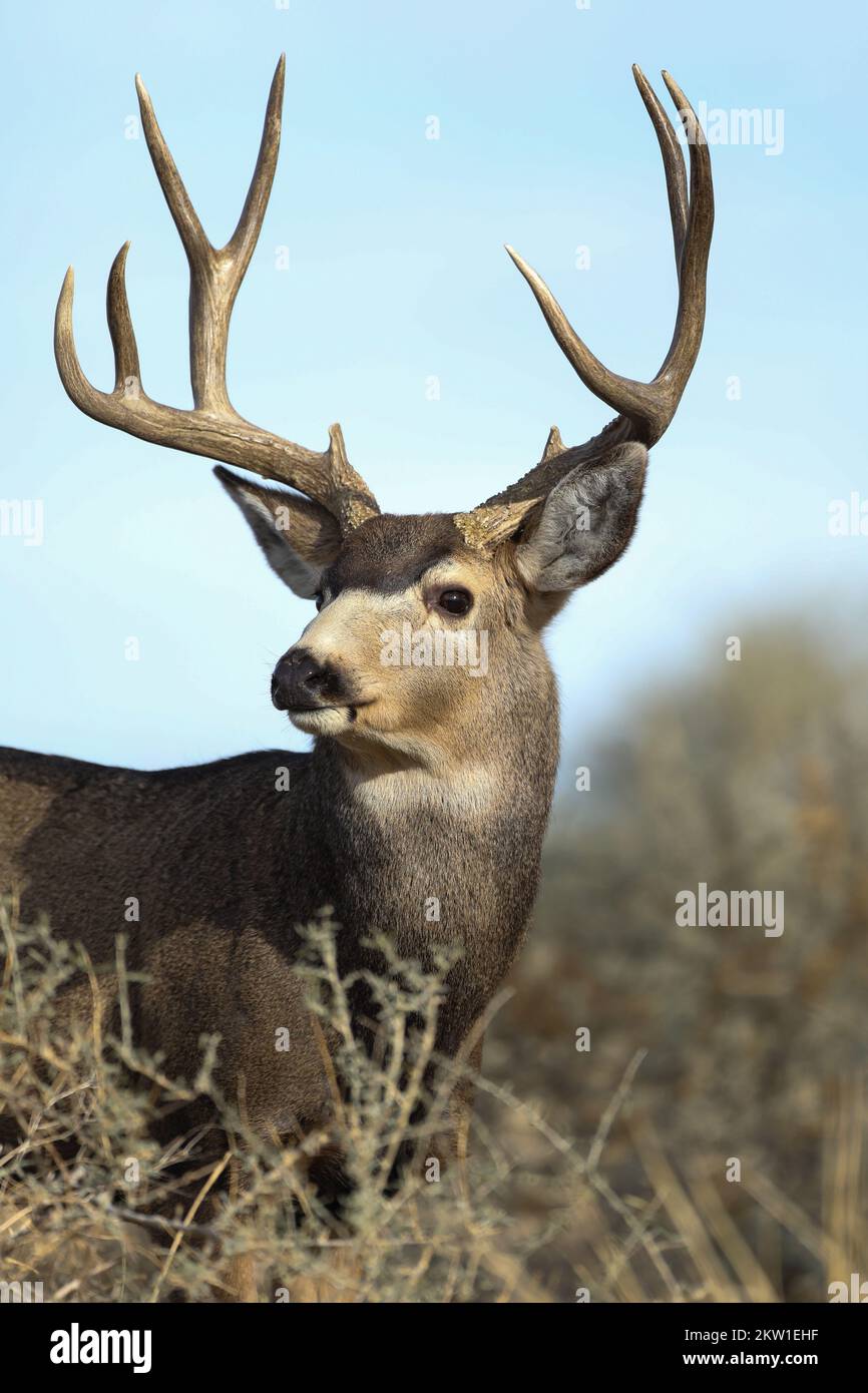 Mule Deer Buck portrait with large antlers during the rut Stock Photo ...