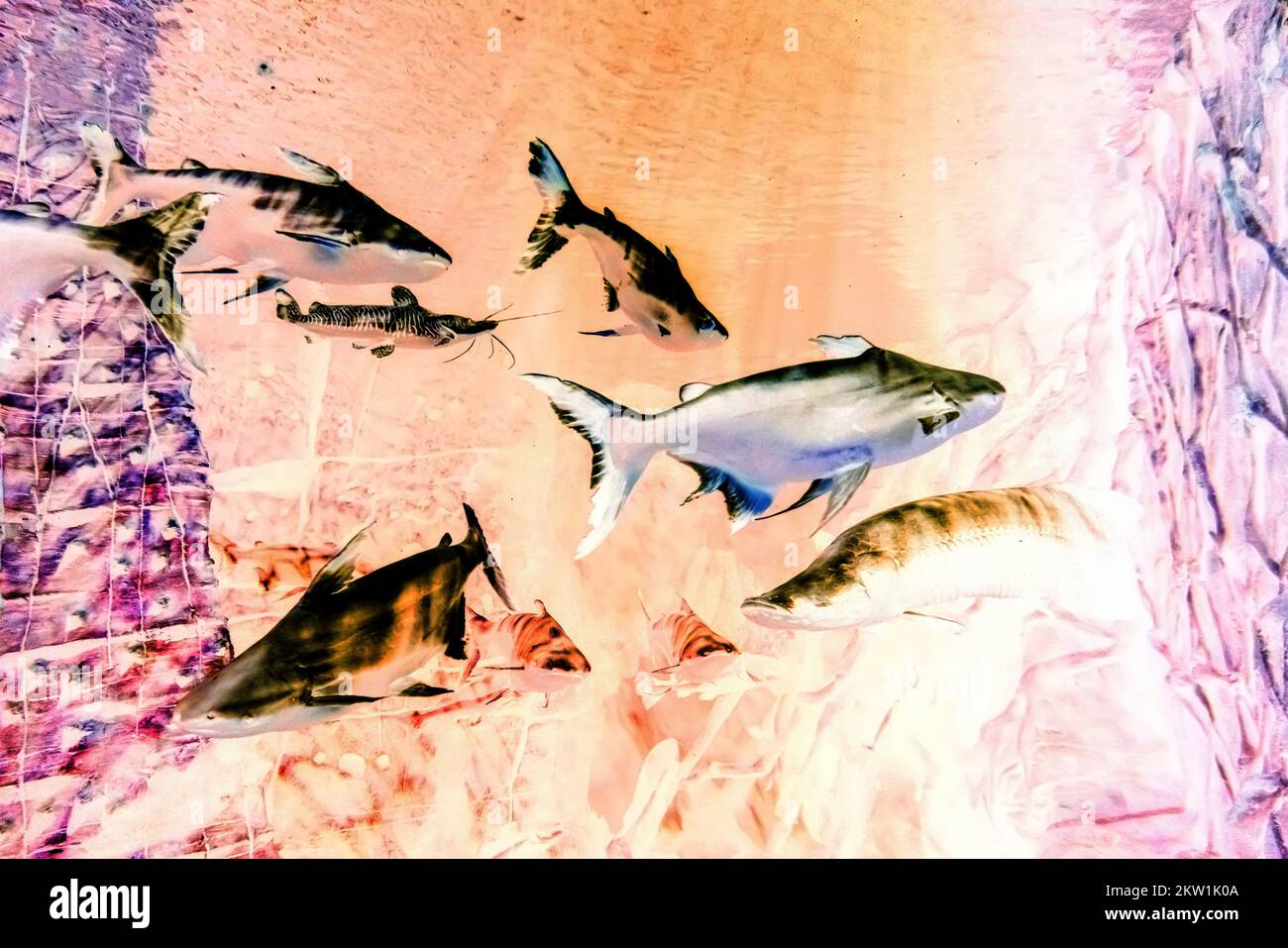 Colorful aquarium fishes in dark blue water. Abstraction. Art photo ...