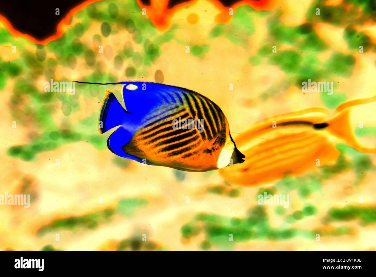 Colorful aquarium fishes in dark blue water. Abstraction. Art photo ...