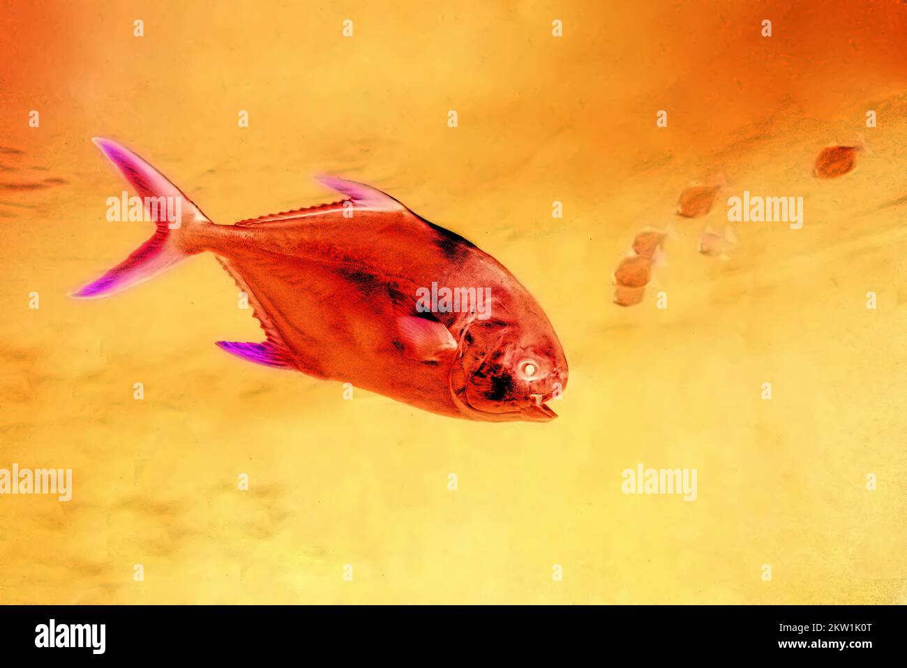 Colorful aquarium fishes in dark blue water. Abstraction. Art photo ...