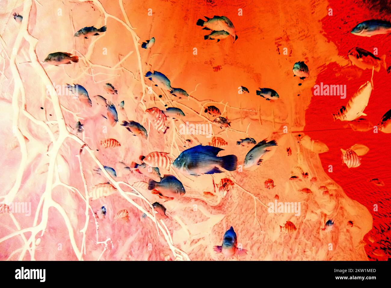 Colorful aquarium fishes in dark blue water. Abstraction. Art photo ...