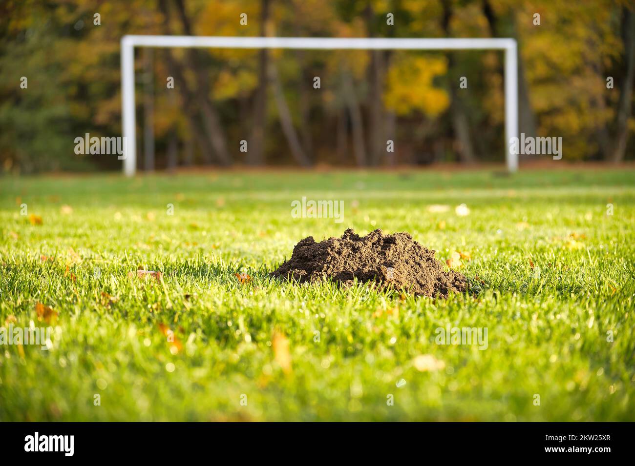 Molehill or mole mounds on football (soccer) field grass lawn, natural ...