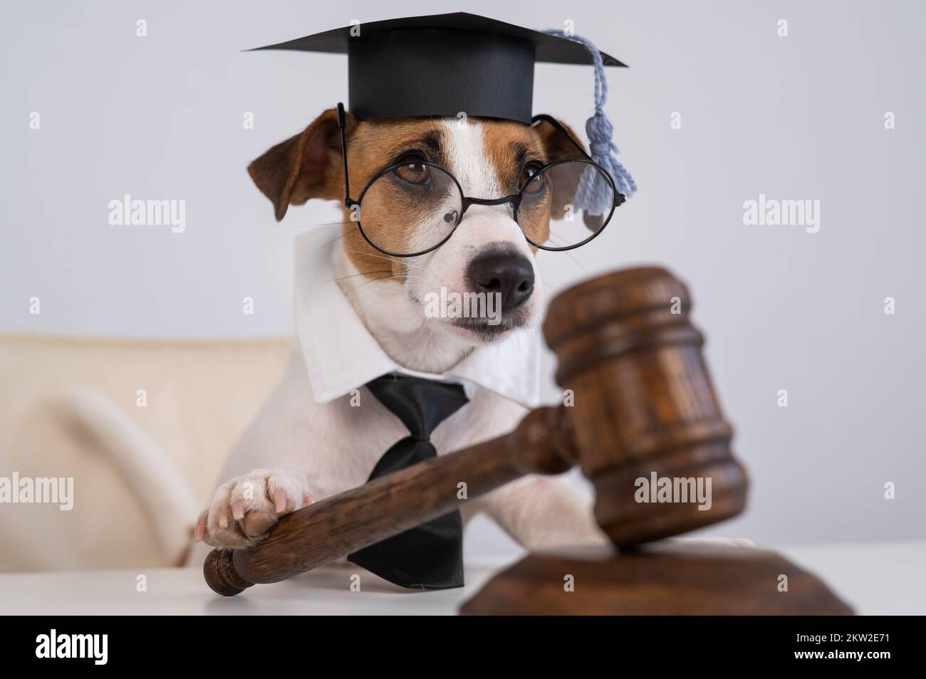 Dog jack russell terrier dressed as a judge and holding a gavel on a ...