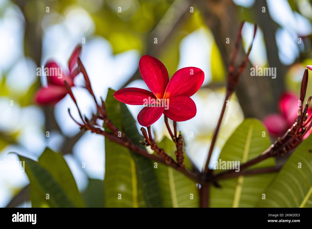 frangipani growing on a tree Stock Photo - Alamy