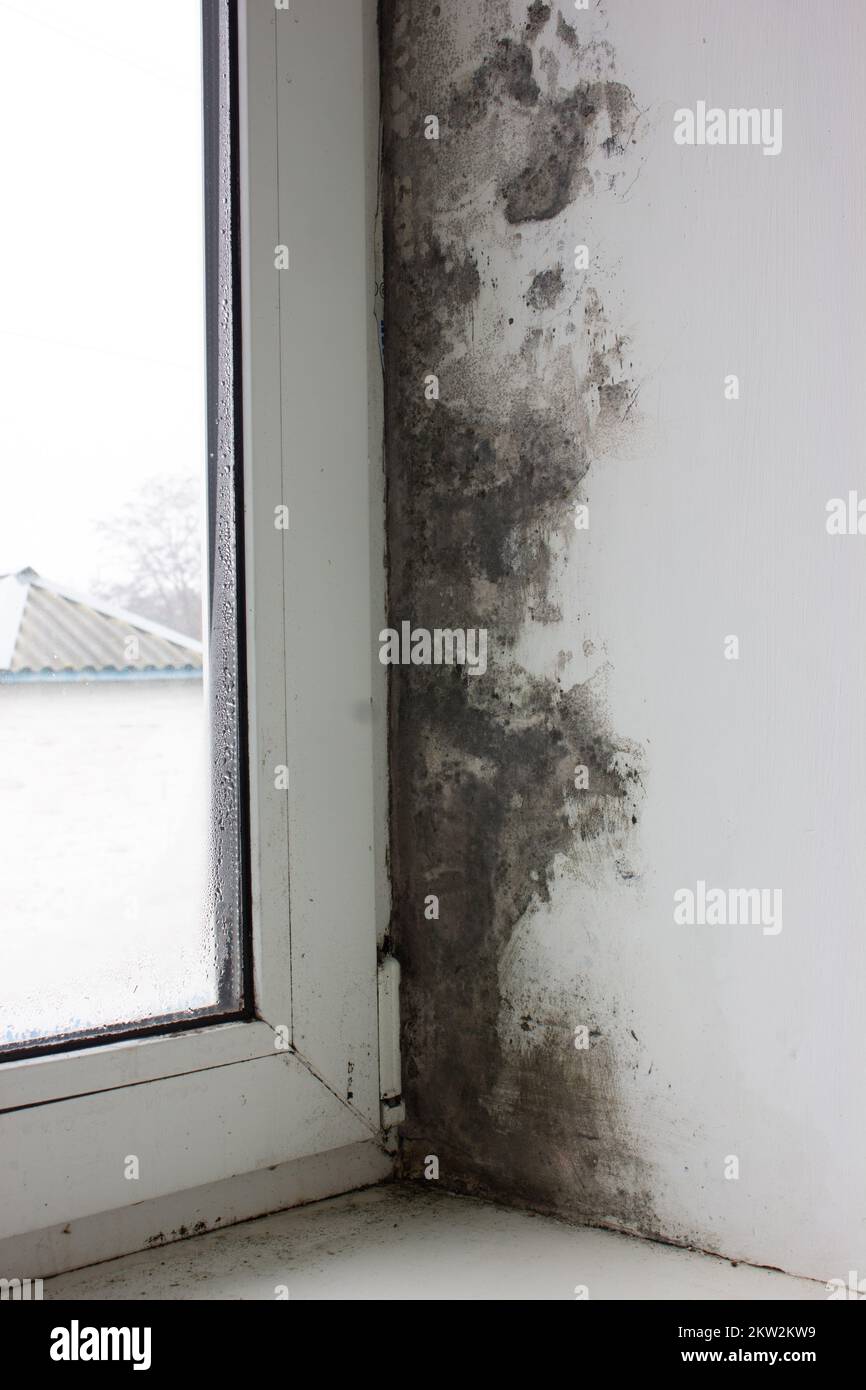 Damp window with fungus and mold Stock Photo - Alamy
