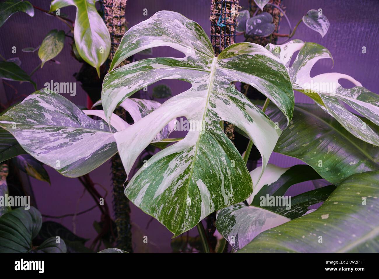 A beautiful variegated leaf of Monstera Albo Borsigiana, an expensive ...