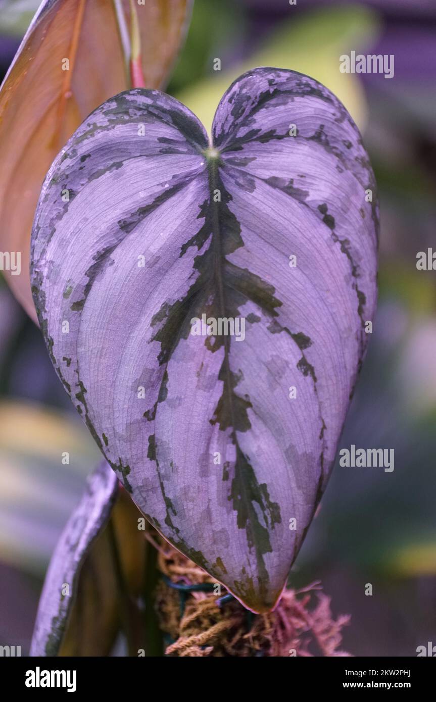 Silver philodendron hi-res stock photography and images - Alamy