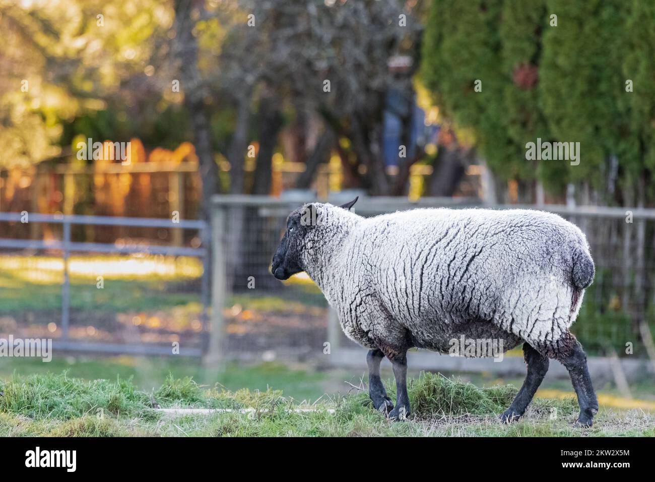 Female Suffolk sheep. Sheep on a pasture in rural countryside. Suffolk ...