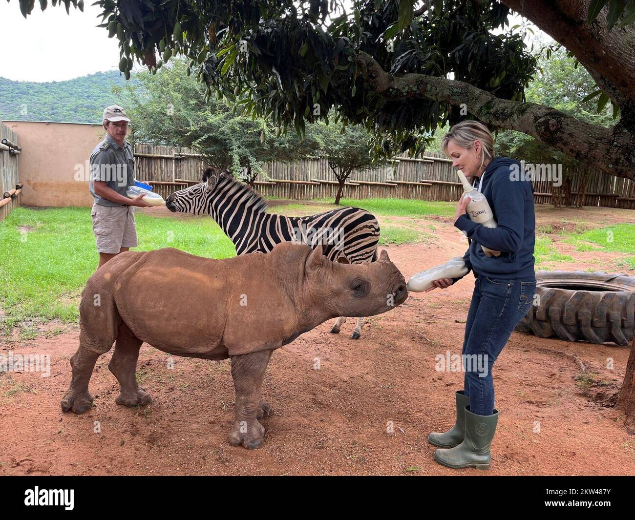 Mbombela, South Africa. 23rd Nov, 2022. Baby zebra Modjadji and baby ...