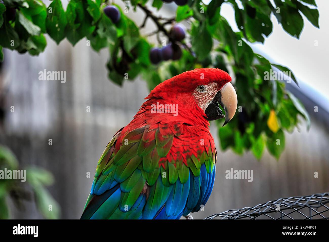 Red-and-green macaw (Ara chloroptera), captive, sitting calling under a ...