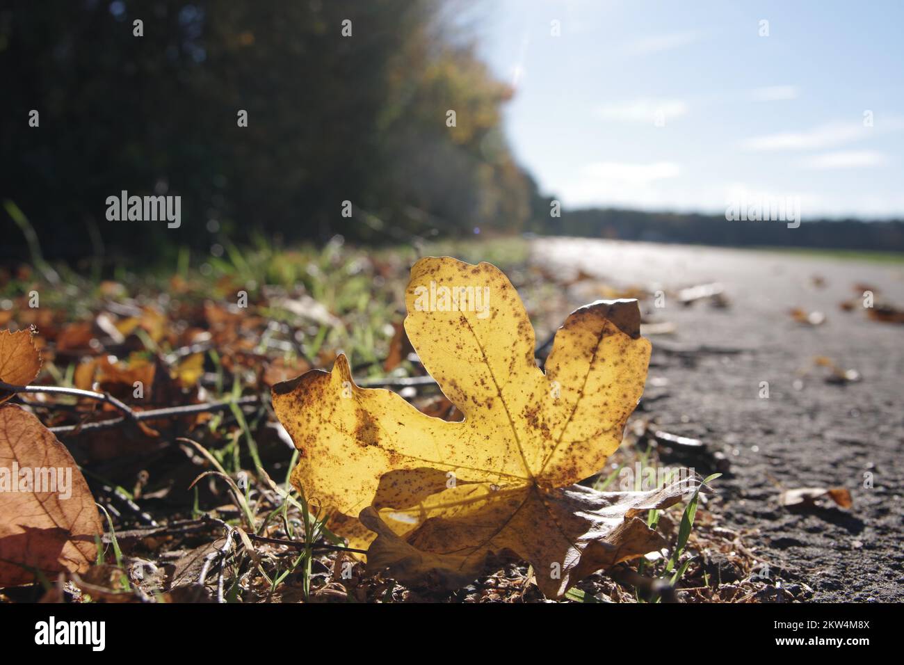 Close-up, field maple (Acer campestre), leaf, autumn, road, the yellow ...