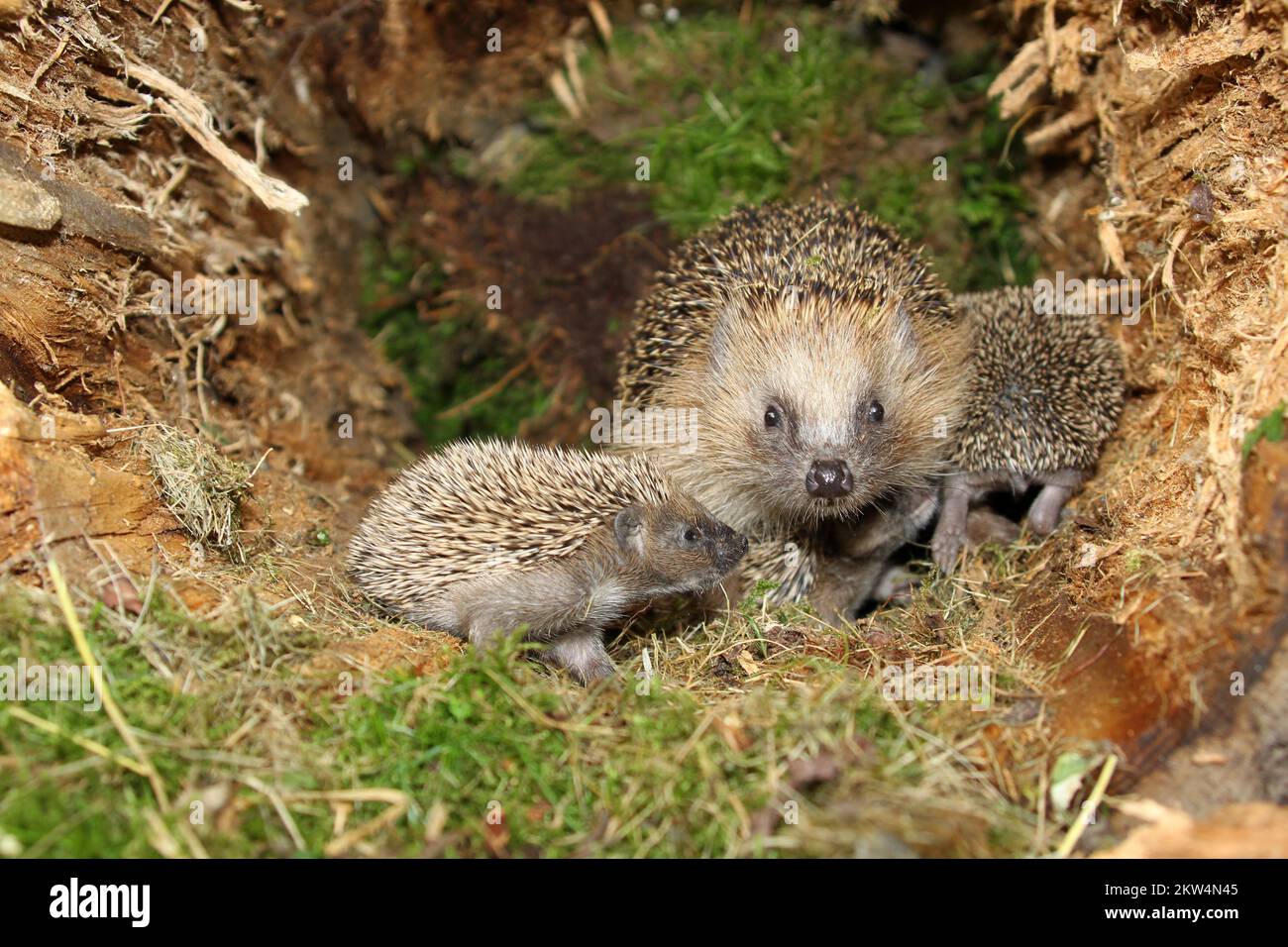 European hedgehog (Erinaceus europaeus) female with 19-day-old young in ...
