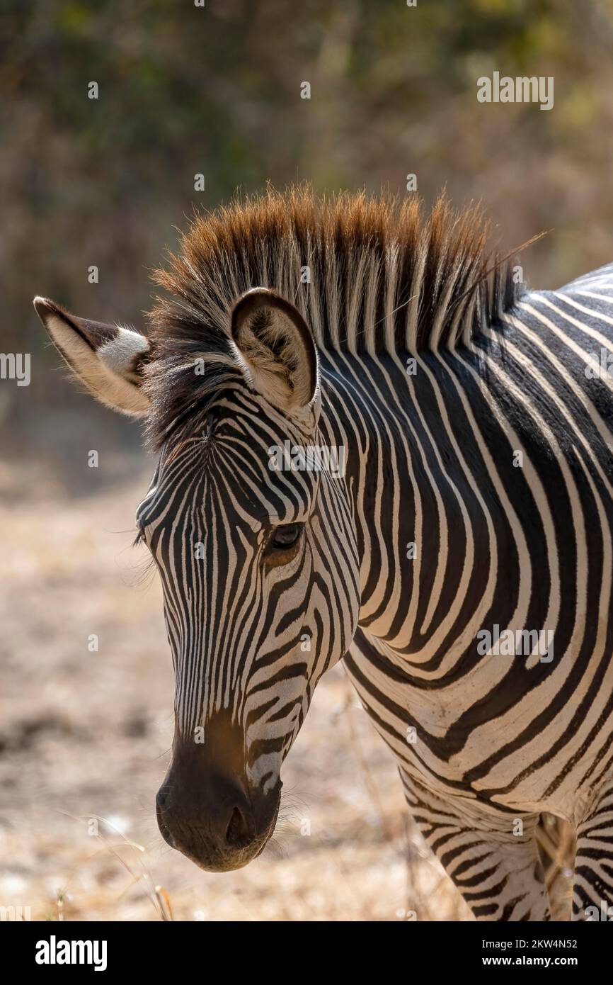Plains Zebra of the subspecies crawshay's zebra (Equus quagga crawshayi ...