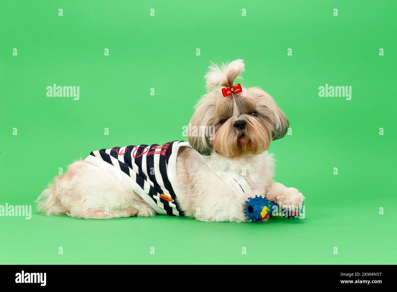 Shih-Tzu bitch, 3 years old, colour gold white, studio shot, background ...