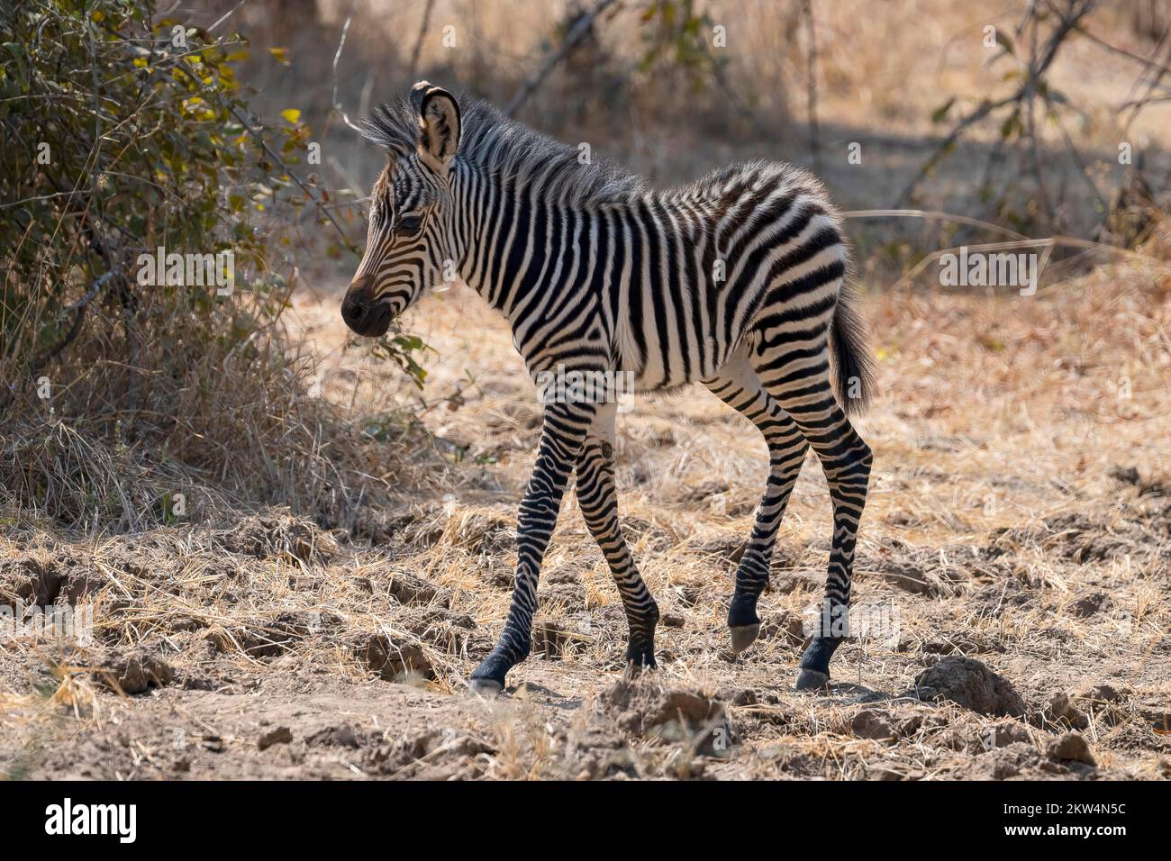Plains Zebra of the subspecies crawshay's zebra (Equus quagga crawshayi ...