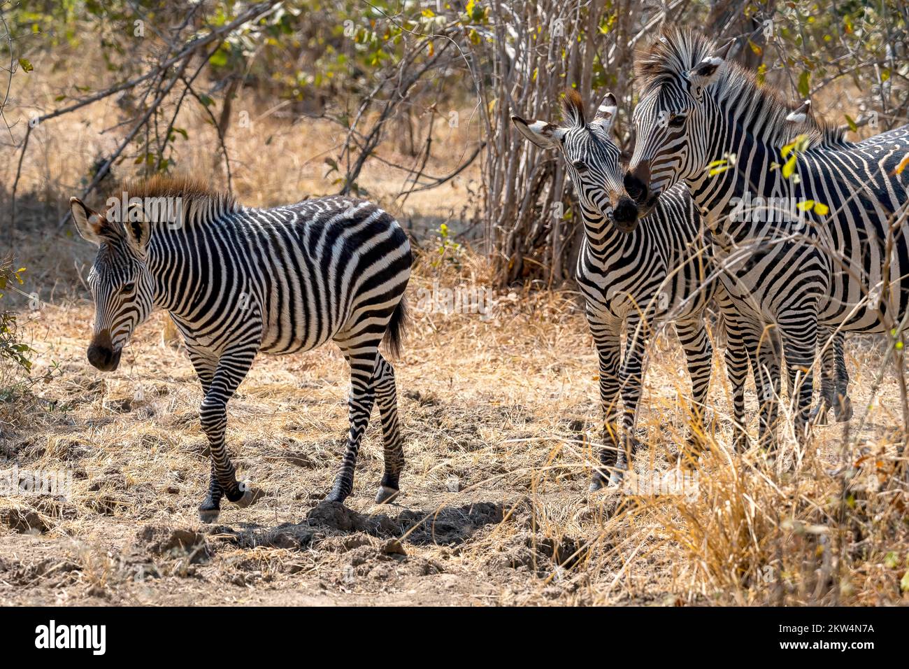 Plains Zebra of the subspecies crawshay's zebra (Equus quagga crawshayi ...