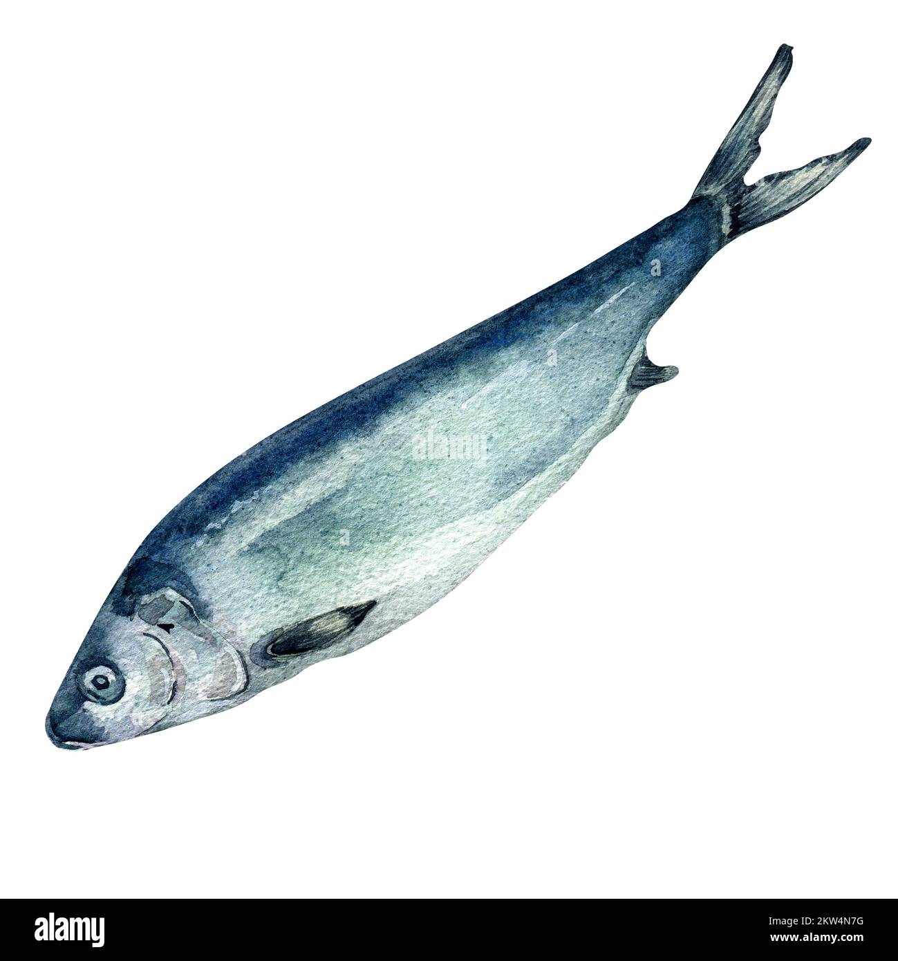 Atlantic wild herring pickled hi-res stock photography and images - Alamy