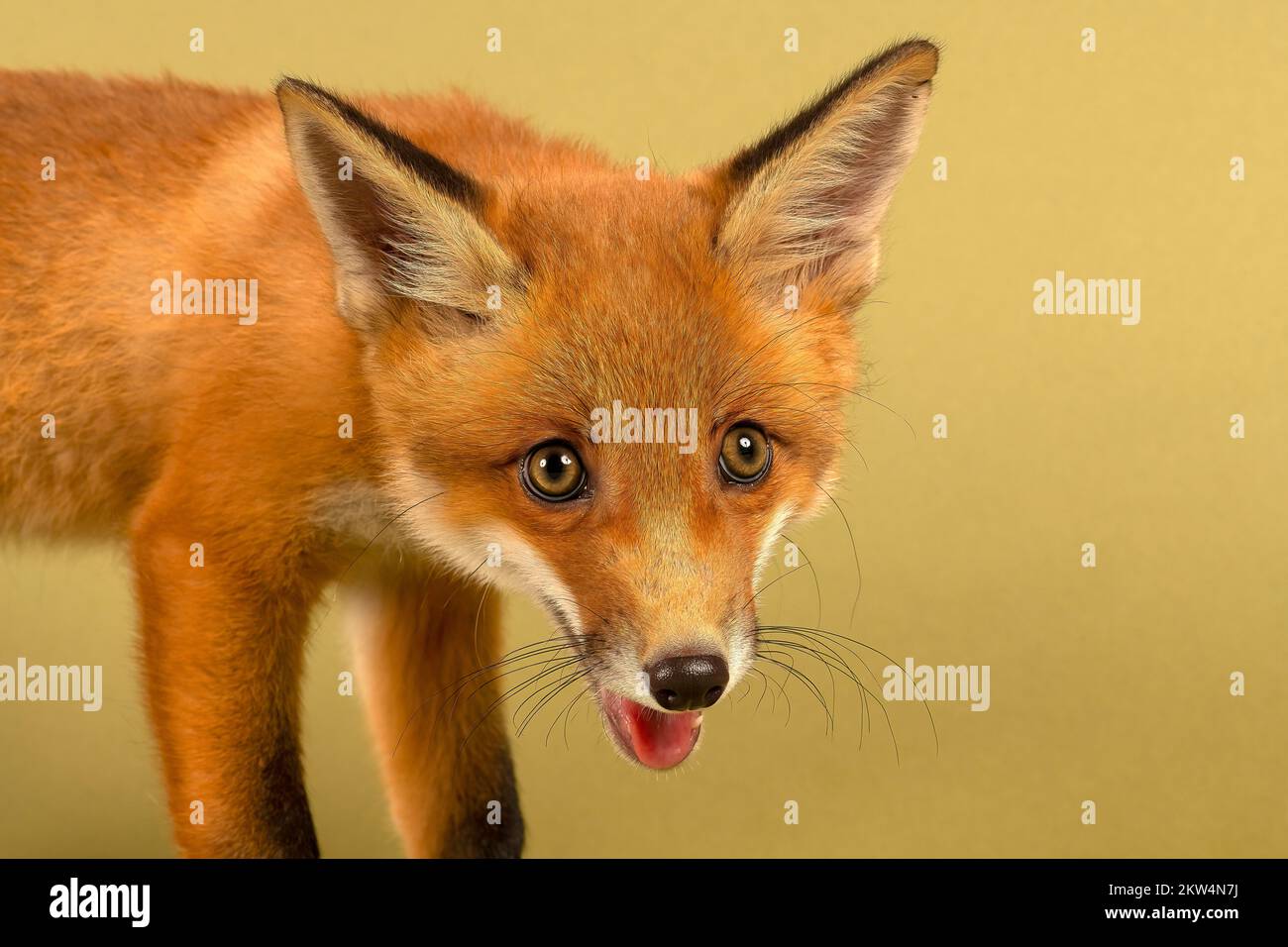 Red fox (Vulpes vulpes), animal portrait, young animal, captive, 8 ...