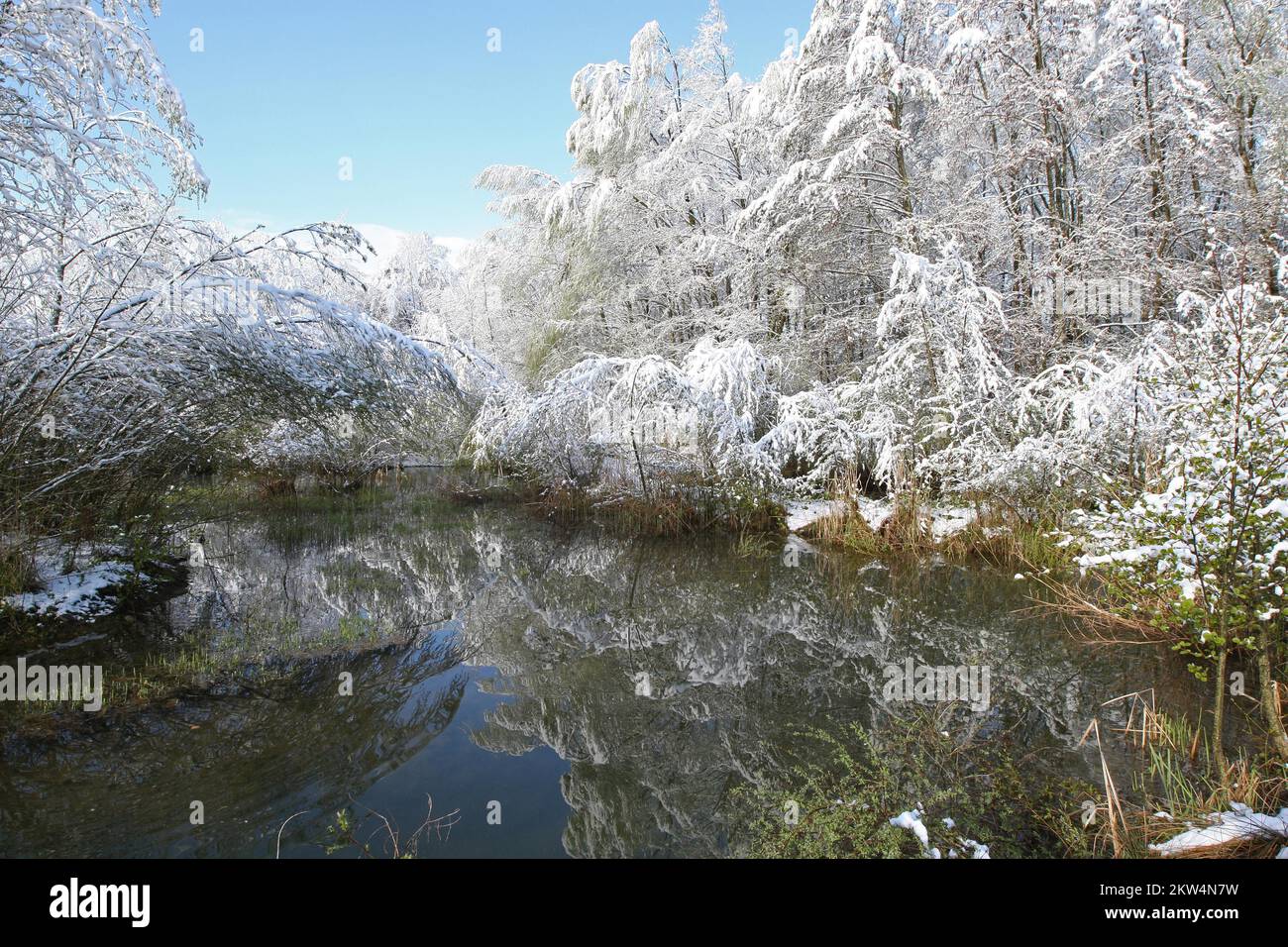 Snow-covered trees at the end of April at the lake, Allgäu, Bavaria ...