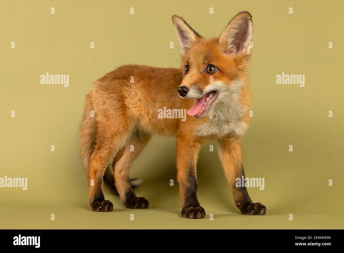 Red fox (Vulpes vulpes), young animal, captive, 8 weeks, studio shot ...