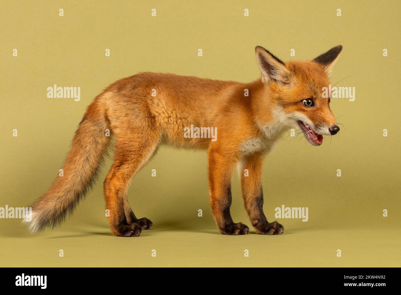 Red fox (Vulpes vulpes), young animal, captive, 8 weeks, studio shot ...