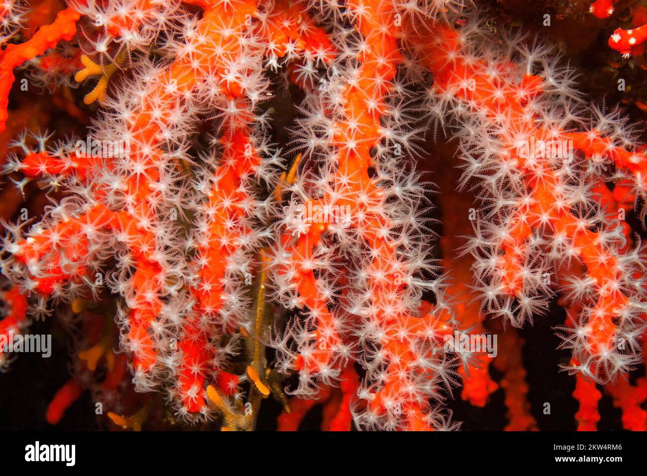 White polyps of red coral (Corallium rubrum) filter plankton from ...
