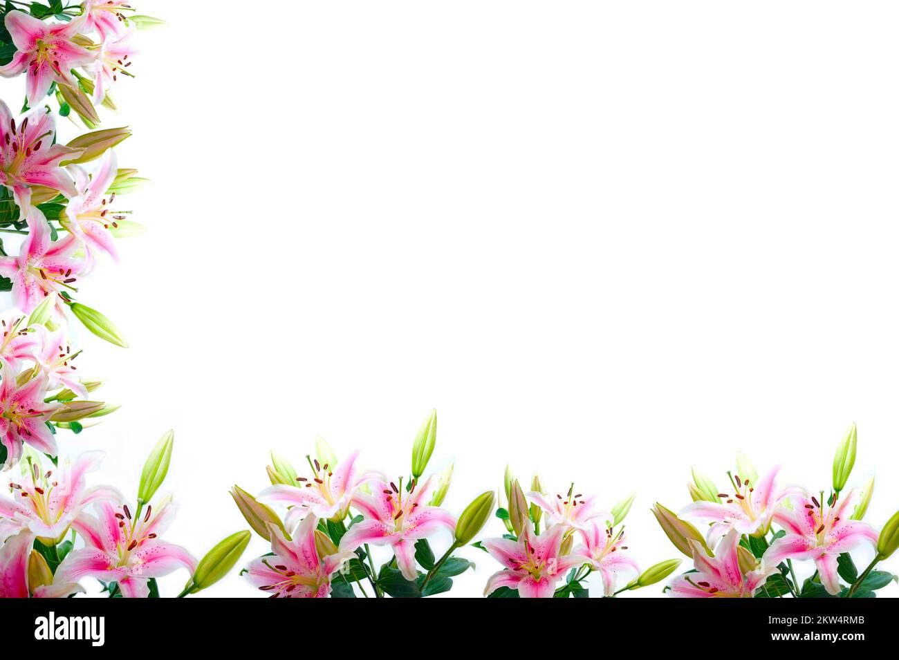 Floral frame lily flowers green hi-res stock photography and images - Alamy