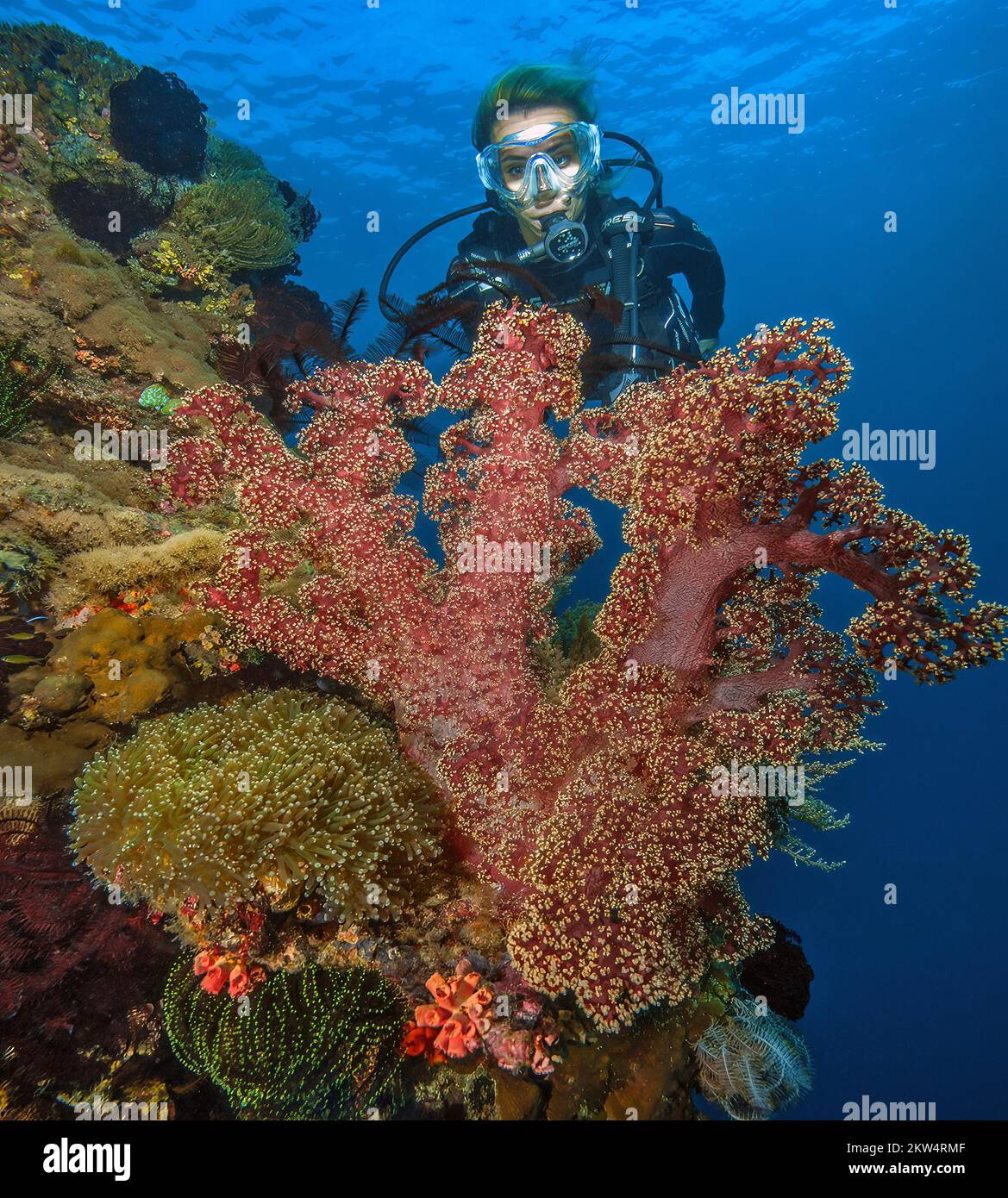 Philippine tree hi-res stock photography and images - Alamy