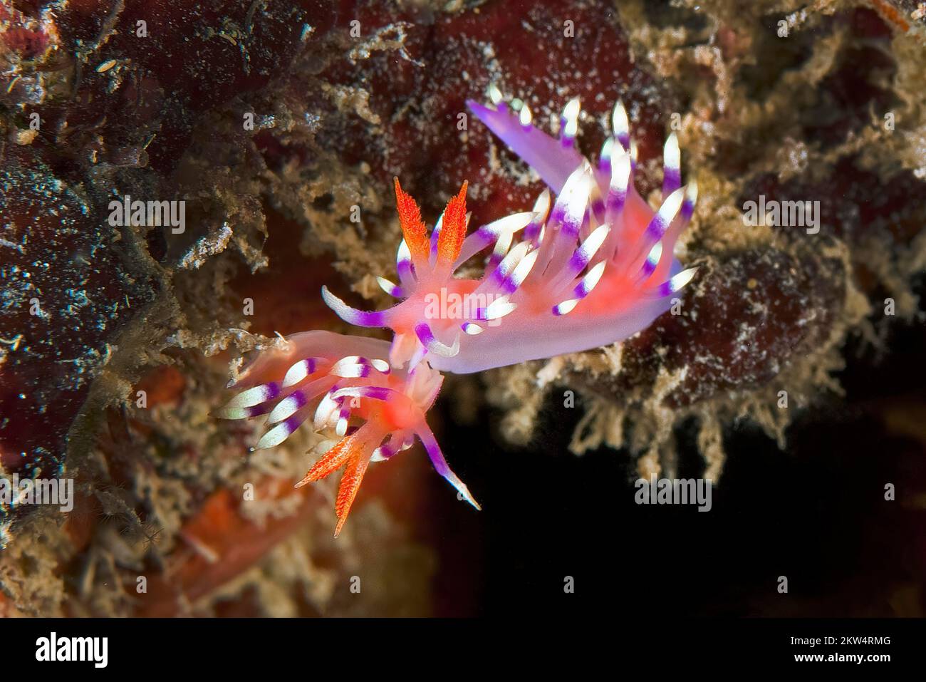 Pair of nudibranch tropical thread-nudibranch Thread-nudibranch ...
