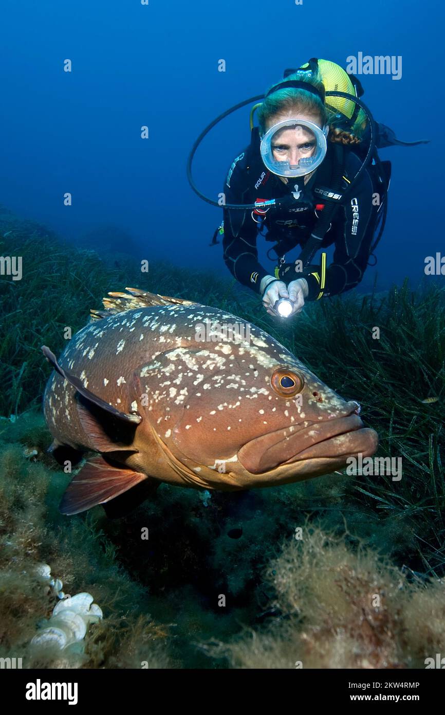 Diver looks up at swims right next to large dusky grouper (Epinephelus ...