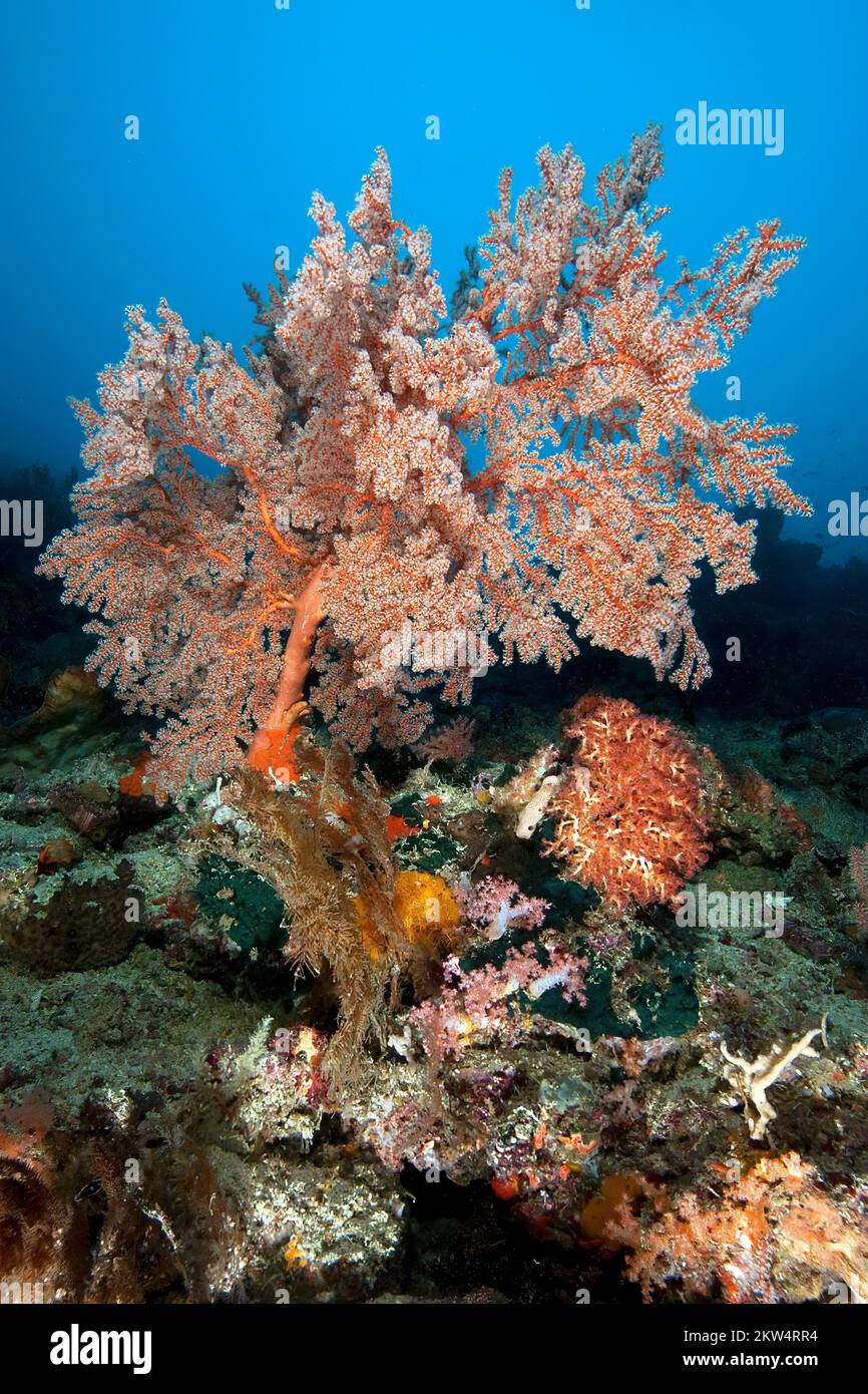 Solitary growing soft coral (Melithea) with extended polyps filtering ...